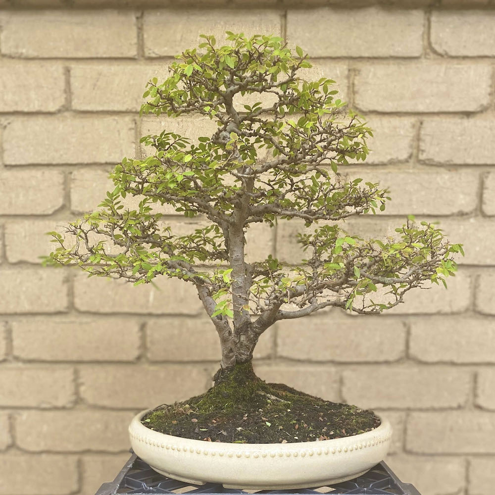 Gallery – Bonsai Island