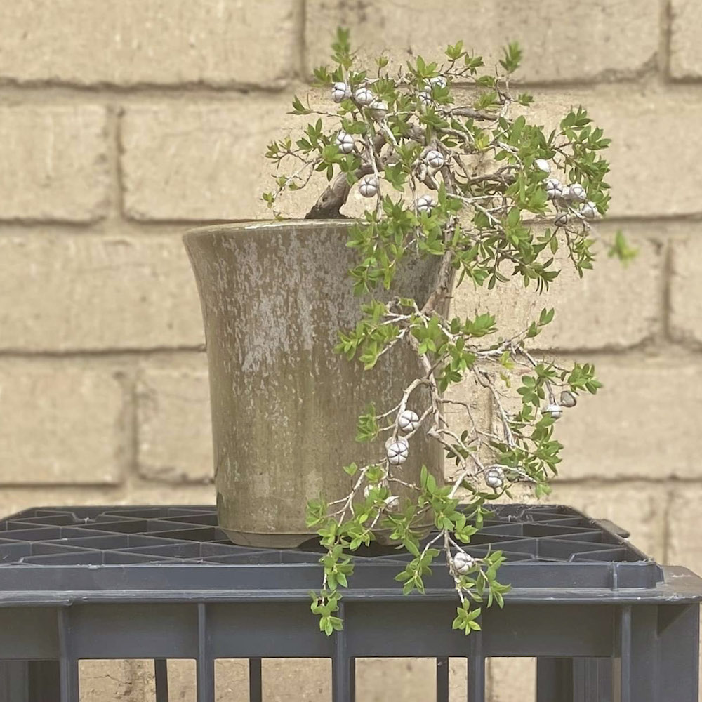 Gallery – Bonsai Island