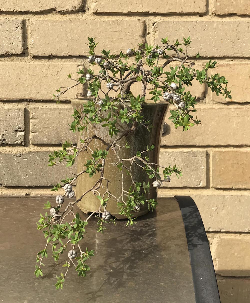 Gallery – Bonsai Island